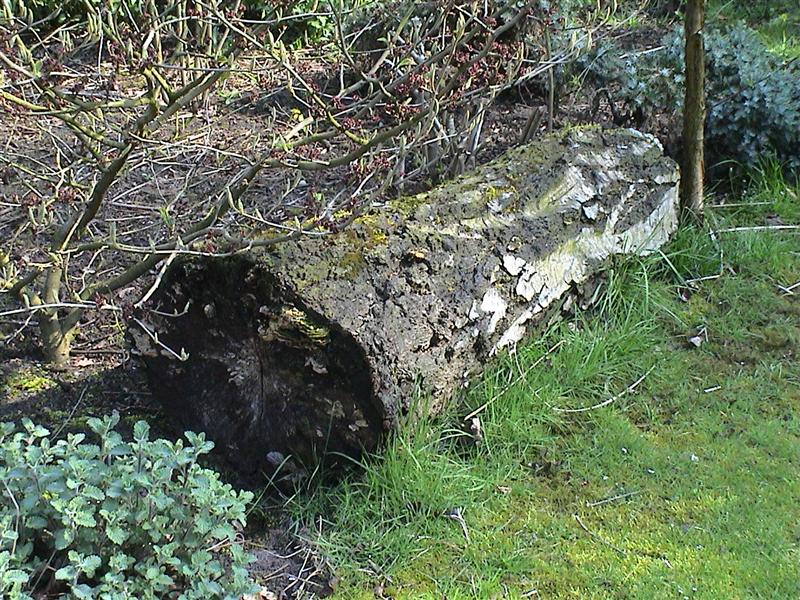 Viewing Image